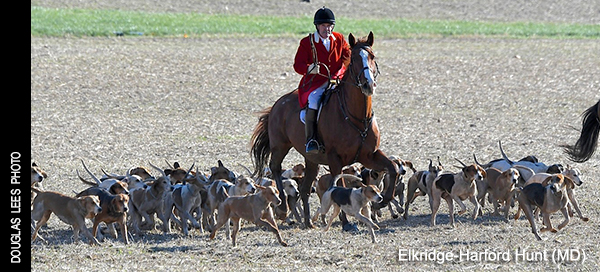 Fox Hunting Magazine: Foxhunting Life with Horse and Hound