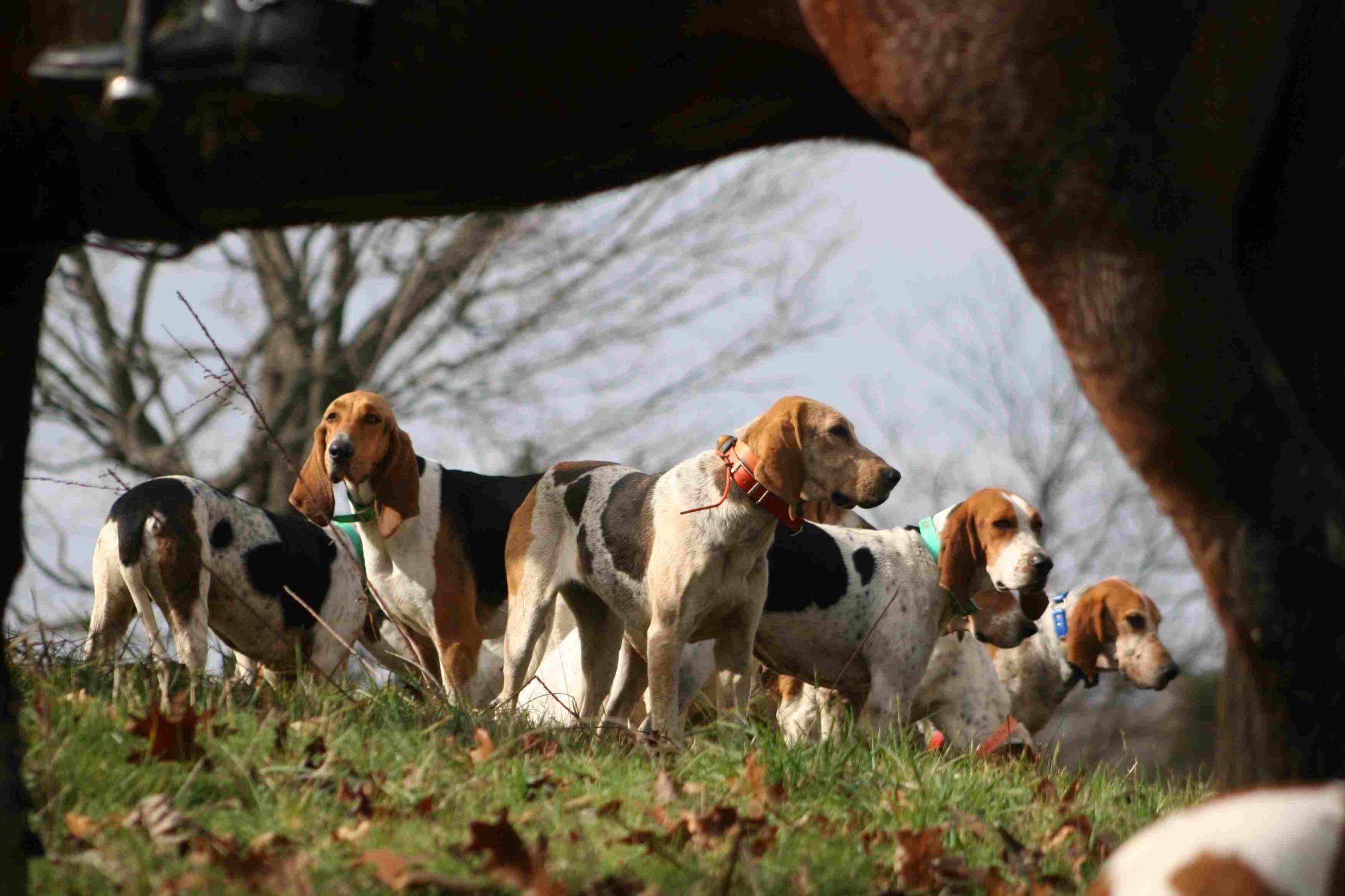 Fox Hunting Life with Horse and Hound - Foxhunting Life