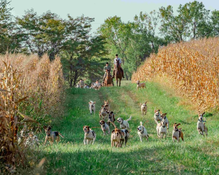 Kansas Hunt Week - Foxhunting Life